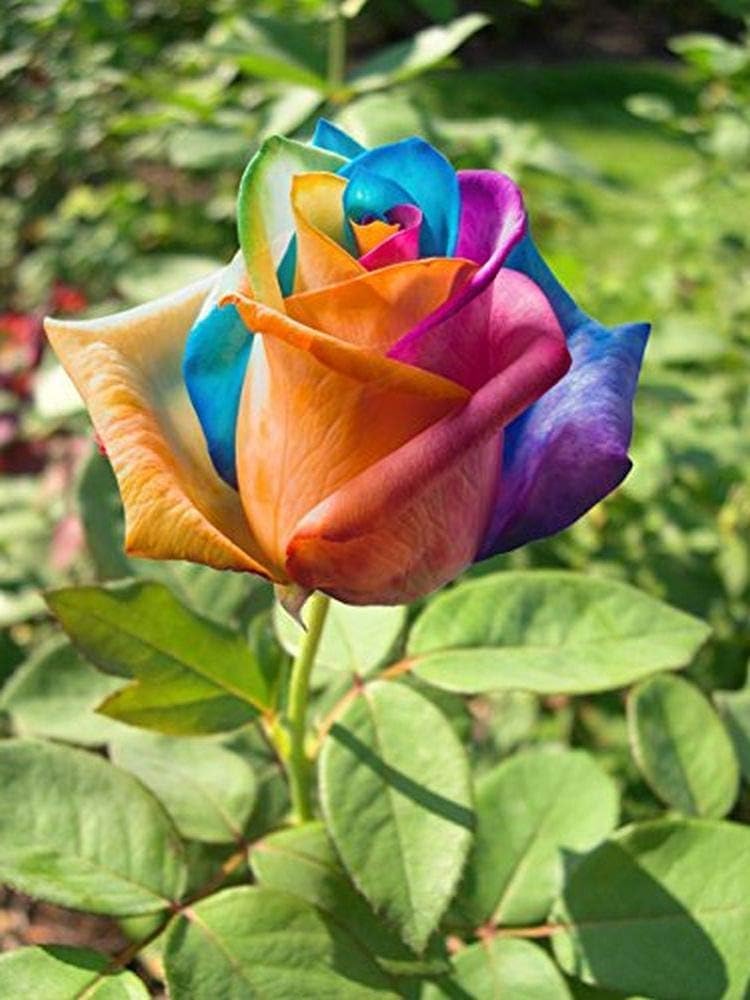 Real Rainbow Flower Buy Rainbow Roses At The Best Price