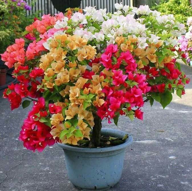 Multicolor Bougainvillea Plant live : Amazon.in: Garden & Outdoors