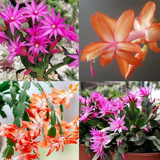 50 Seeds- Mixed Christmas Cactus Seeds Cactus Seeds, Schlumbergera ...