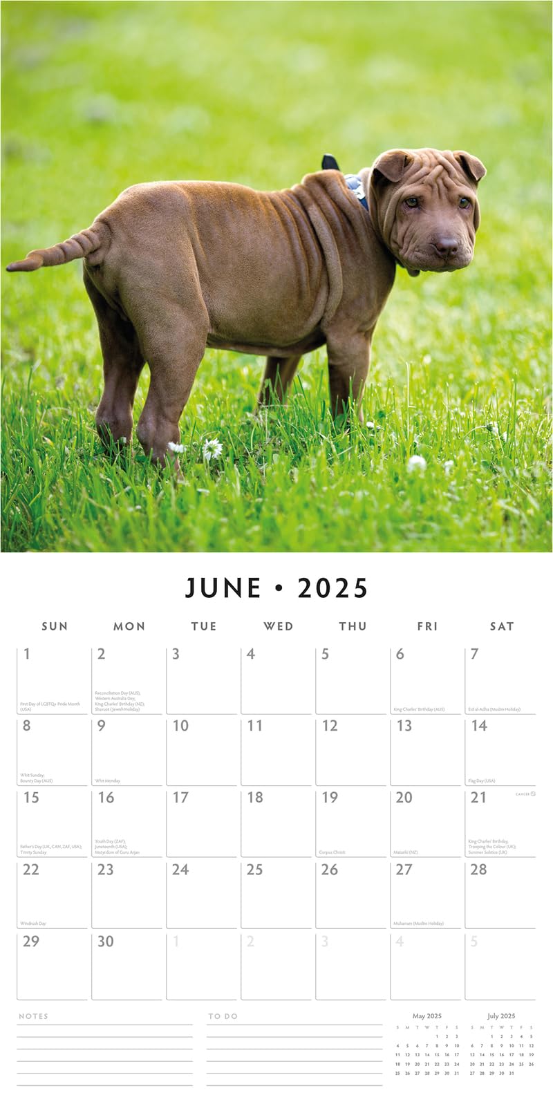 Shar-Pei – 2025 Square Wall Calendar – by Red Robin Publishing – BigaMart