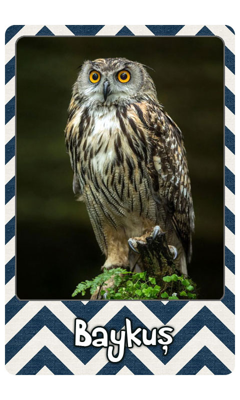 Learning Cards For Babies & Toddlers - Animals - App on Amazon Appstore