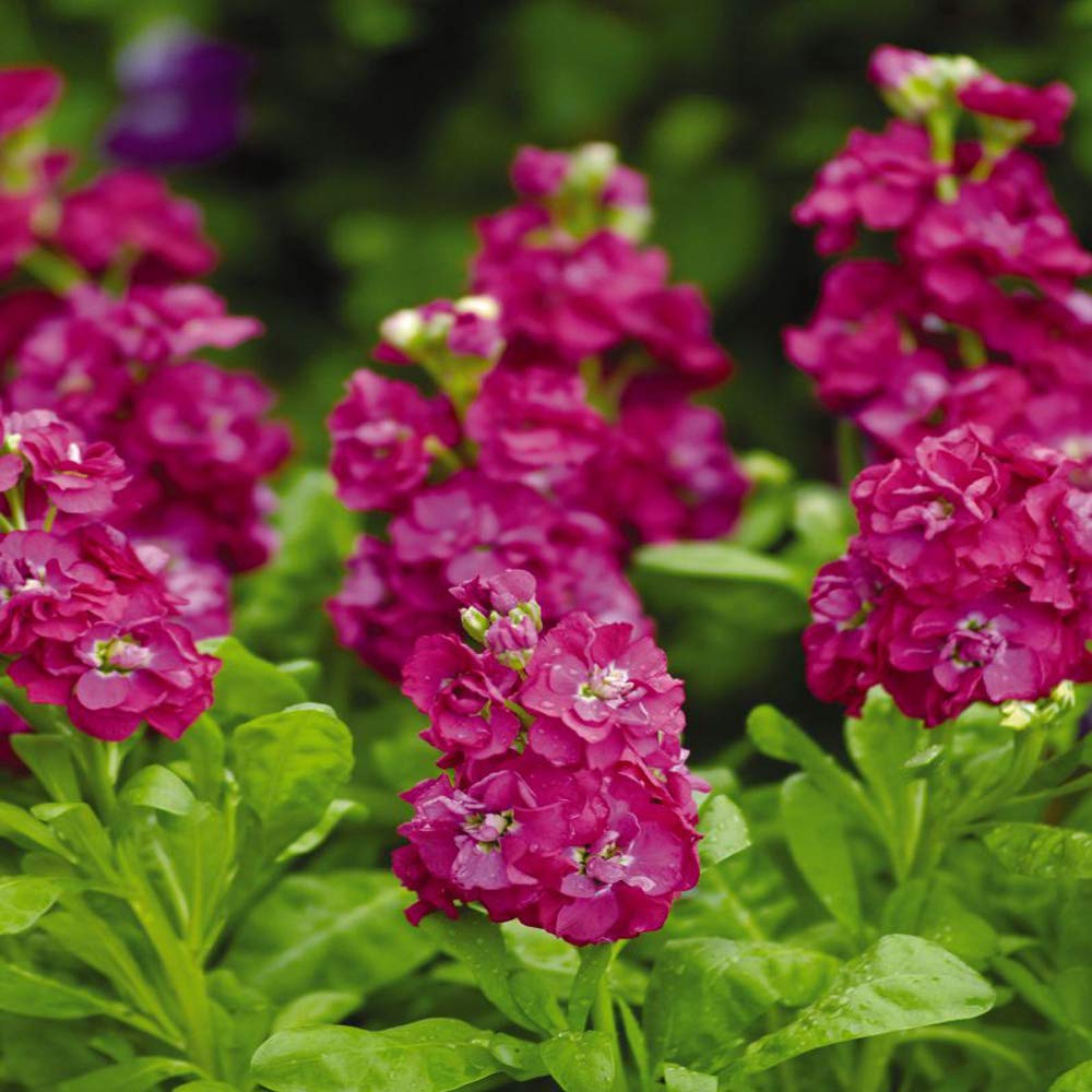 Hot Pink Stock Flower