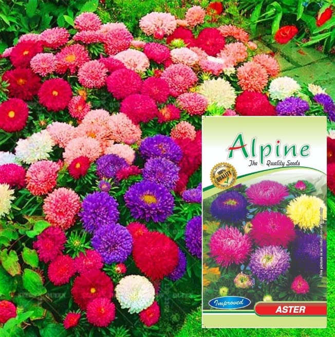 Aster Dwarf Double Flower Seeds Mix Colur aster Flower seeds Per/Pack ...