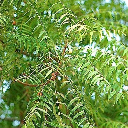 Siam Garden Neem Tree (Azadirachta indica) Live Medicinal Plant Free ...