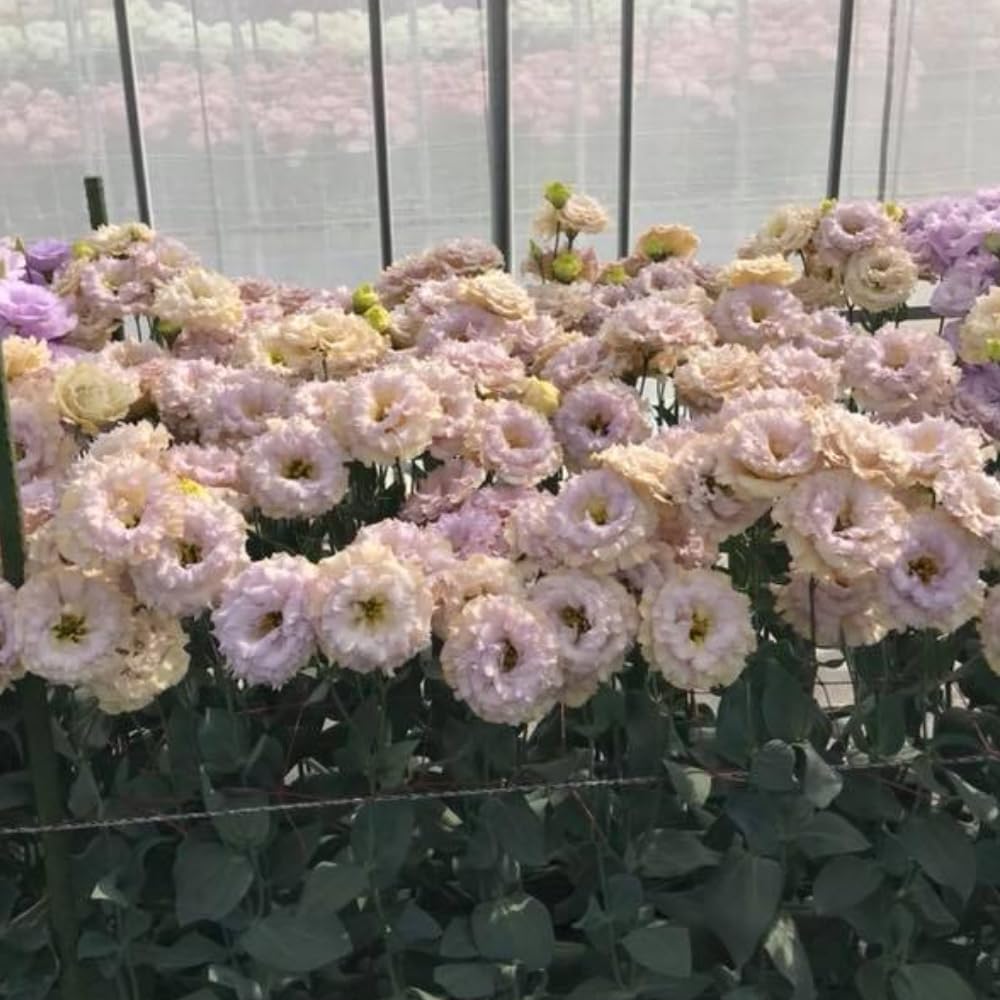 Amazon.com : Blue Eustoma Lisianthus Plants Live Plug Size, Well-Rooted ...