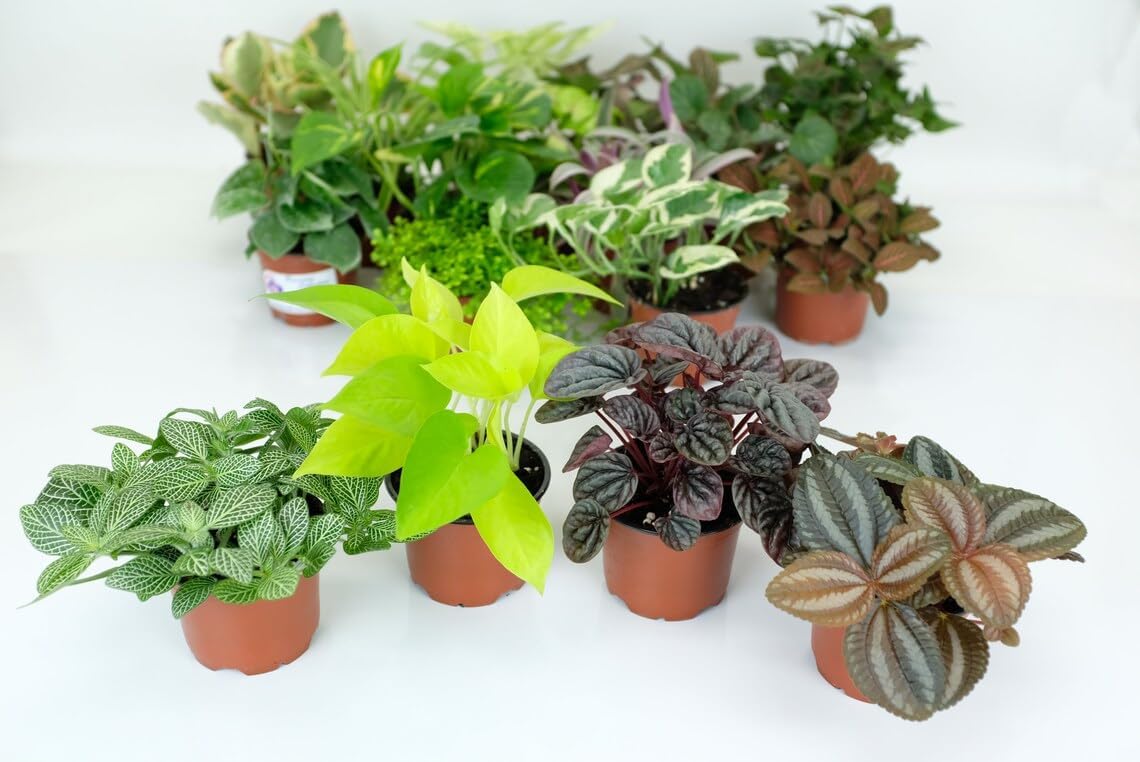 Amazon.com : Get Growing 4" Live Indoor Assorted Tropical/House Plants ...