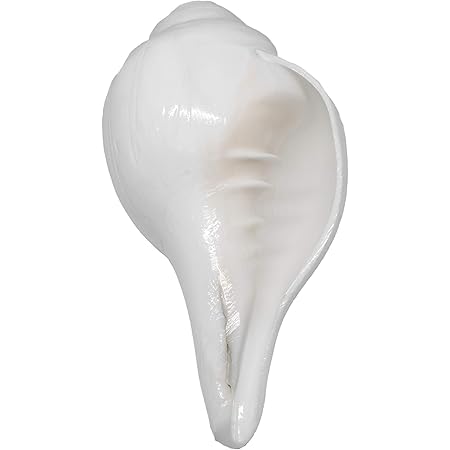 valampuri Sangu Original from Rameshwaram holyisland (15 to 18 cm ...