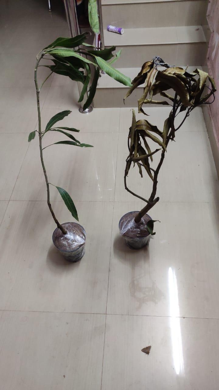 Plant Nursery Online Mango Langara, Langada Grafted (Pack of 2) - Live ...