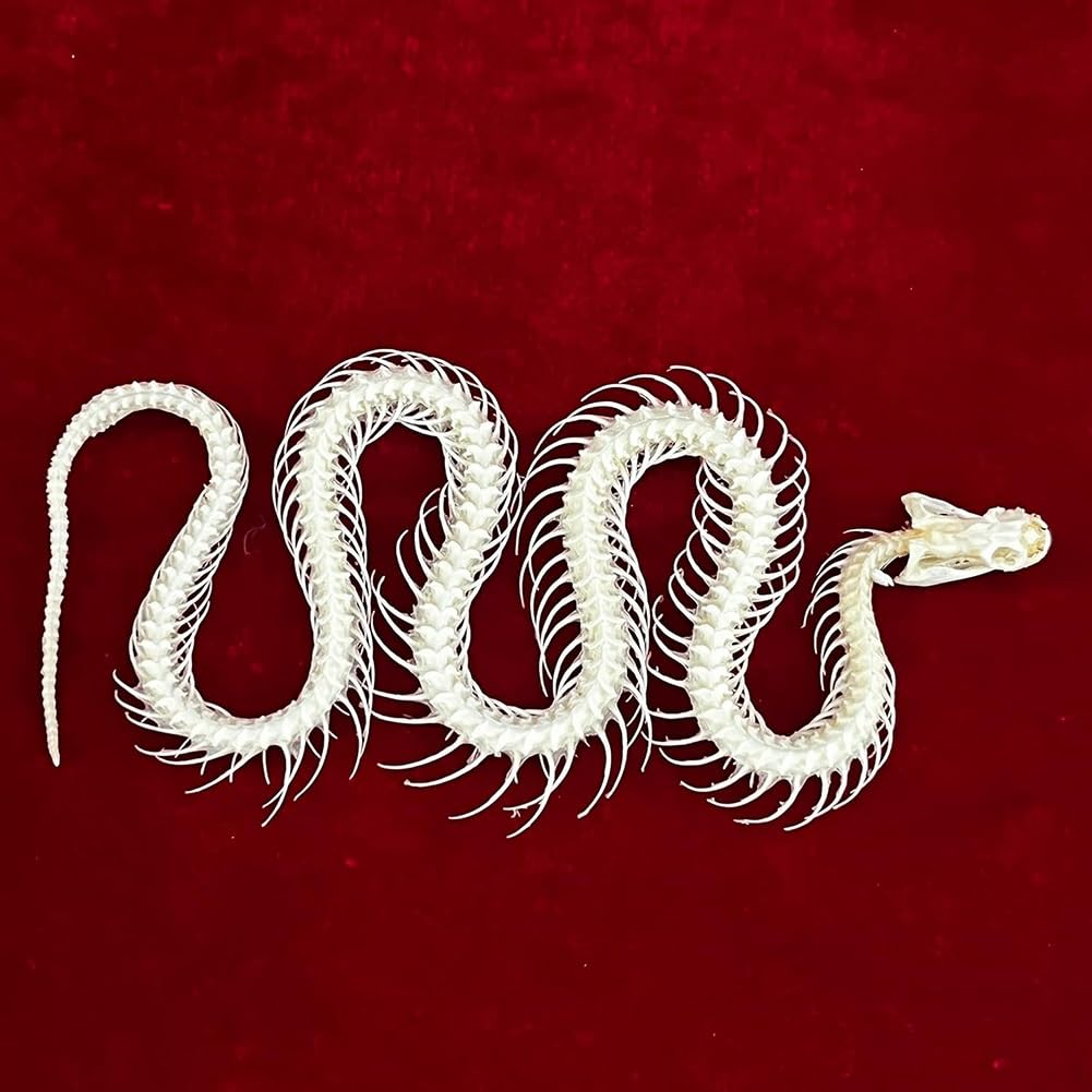Snake Skeleton Bone Cancer