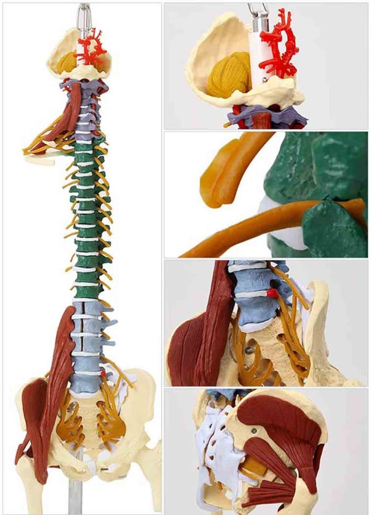 Muscle Bone And Spine Anatomy Human Anatomy Detail Of Back Spine Bone