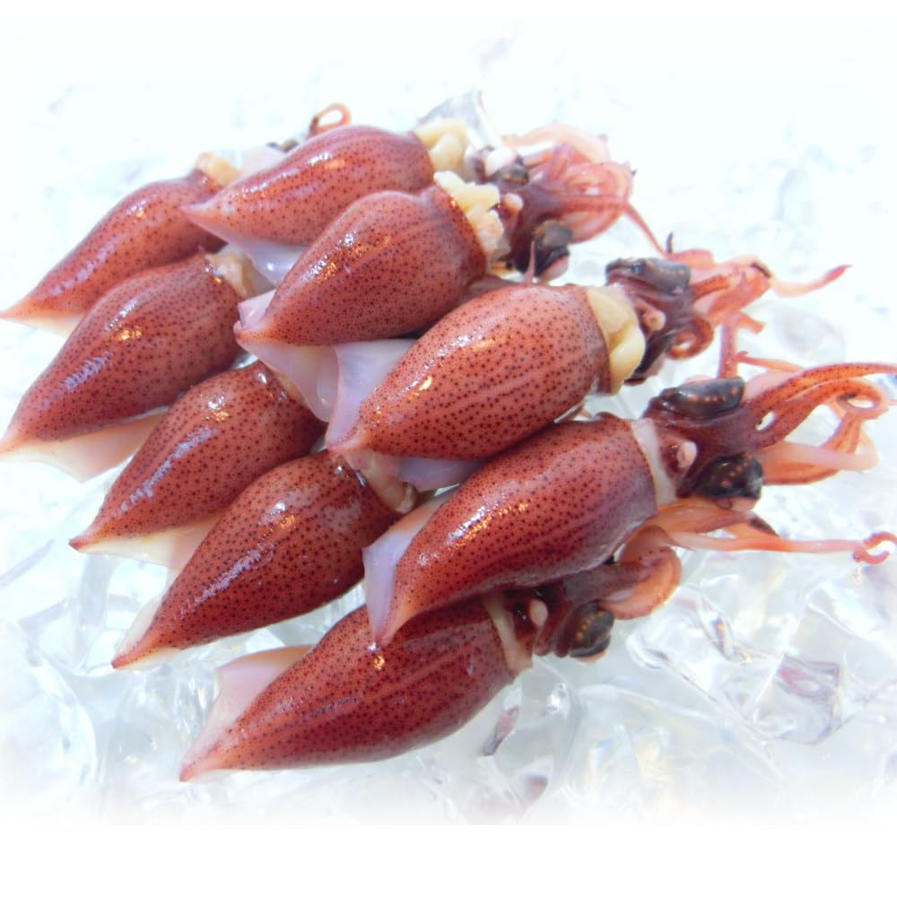 Firefly Squid For Sale Fireflies Of The Sea”: Tiny Squid Cheaper,
