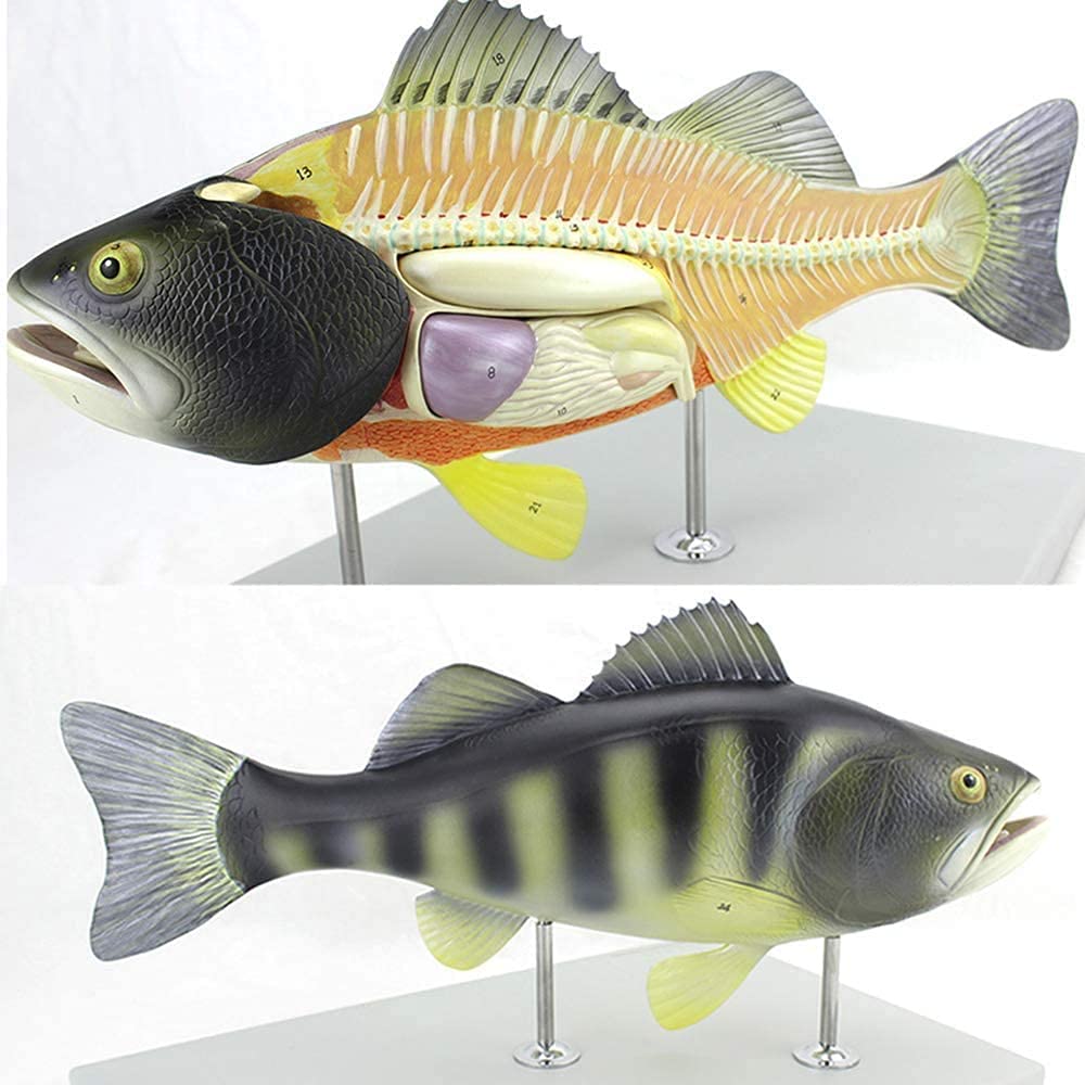 Internal Anatomy Of A Perch Perch External Anatomy Quiz