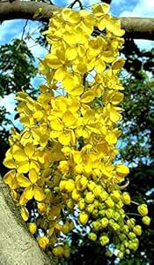 Amazon.com : GOLDEN SHOWER TREE, Cassia fistula, rare gold rush yellow flower seed 10 seeds ...
