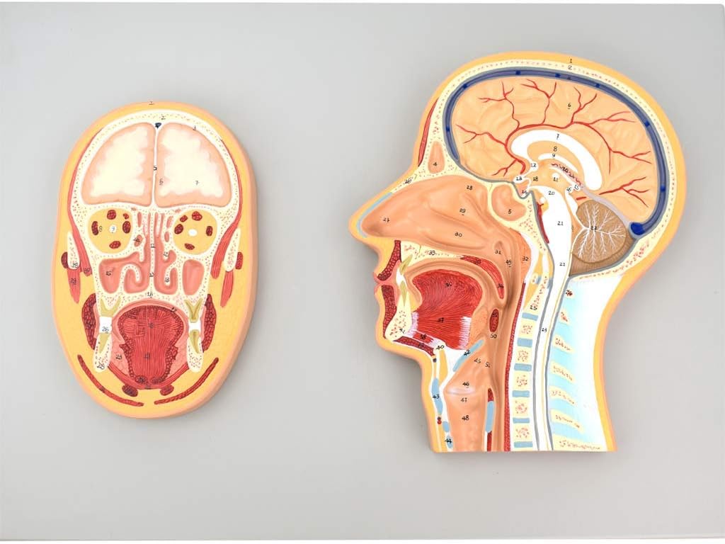 Brain Anatomy Model - Head Median Section Facet Model - Median Sagittal ...