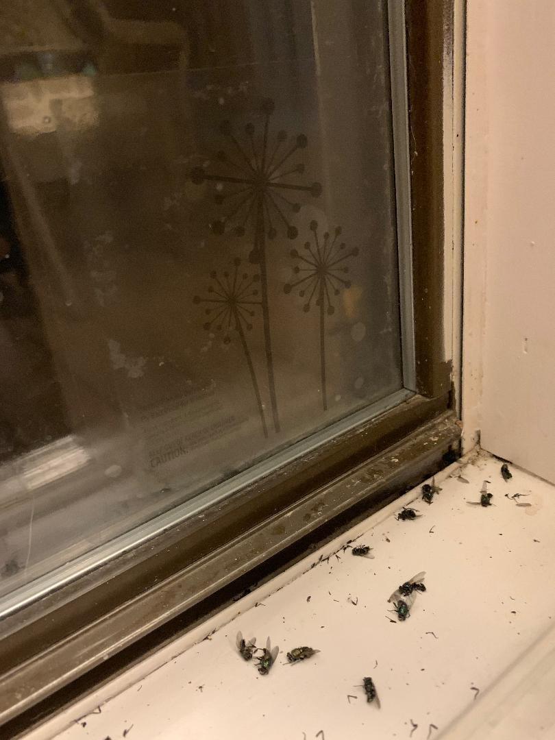 Amazon.com : Ortho Home Defense Fly Bait Decal for Windows 2ct - 3 Pack ...