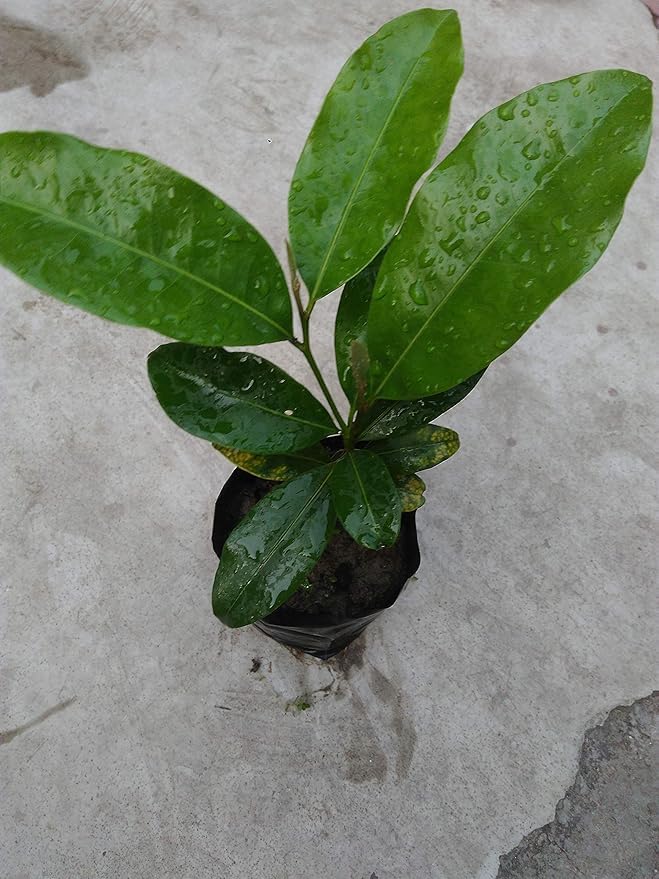 TENDER LEAVES Bakul Flower Plant Bullet Woods Mimusops Maulsari Elanji ...