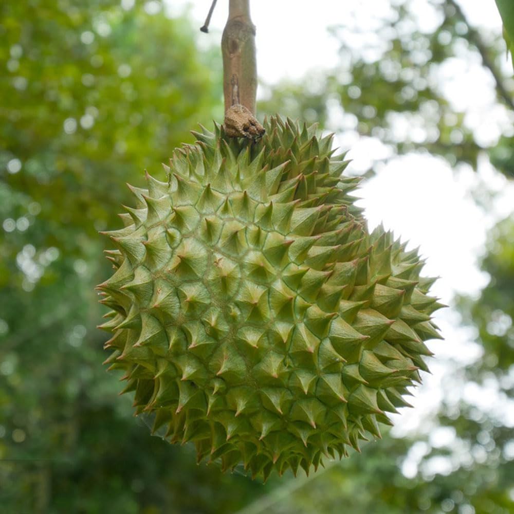 Duriao 50 Pieces Durian Fruit Buy Seeds Fresh Fruit Decoration