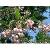 Amazon.com : Pink Japanese Snowbell Tree - Fragrant Flowers 'Pink ...