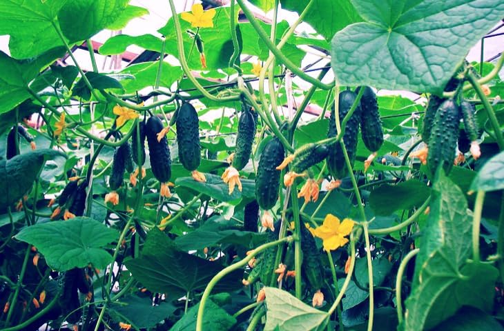 Seeds Cucumber Envy of The Neighbors F1 Hybrid Open-Pollinated ...