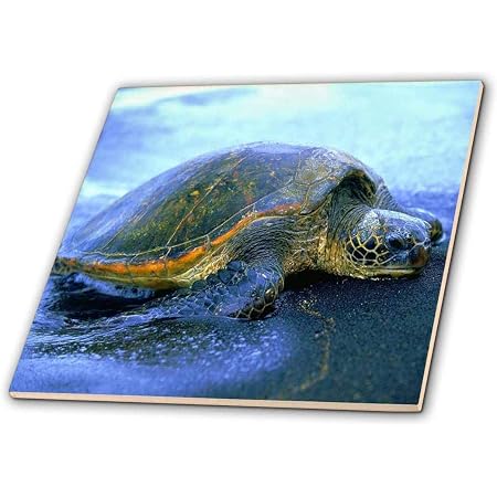 Amazon.com: 3drose Sea Turtles Ceramic Tile, 6-Inch : Home & Kitchen