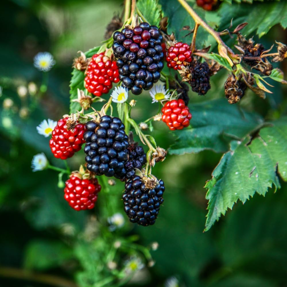 Amazon.com : Thornless BlackBerry Plant Live 2 Years Old, Blackberries ...