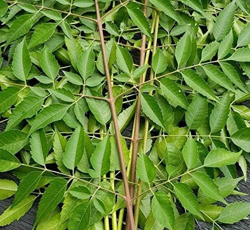 Neem Tree Leaf Neem Tree: Facts, Benefits, Tips To Grow And