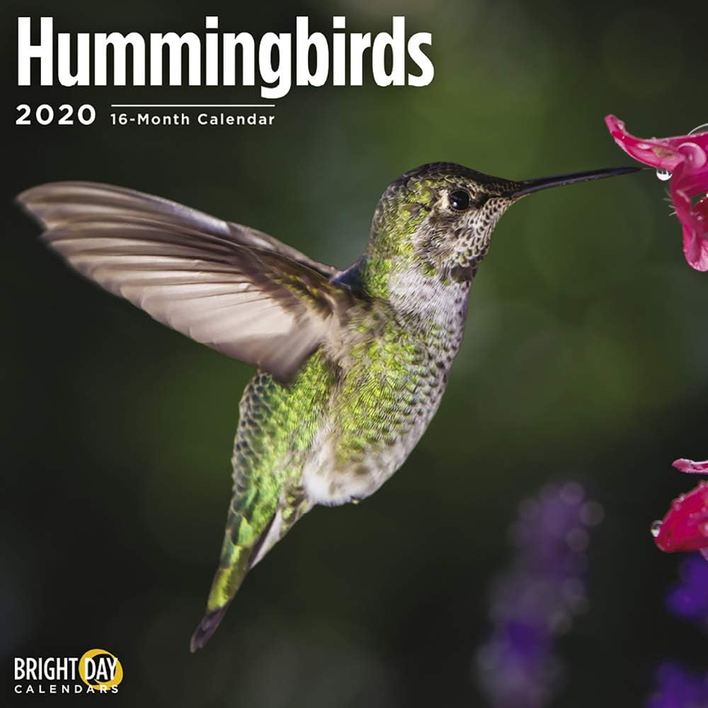 Amazon.com: 2020 Hummingbirds Wall Calendar by Bright Day, 16 Month 12 ...