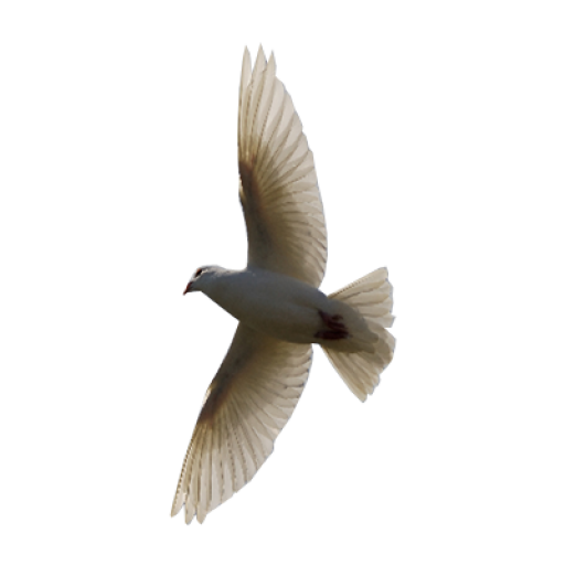 Kinds of True Birds - App on Amazon Appstore