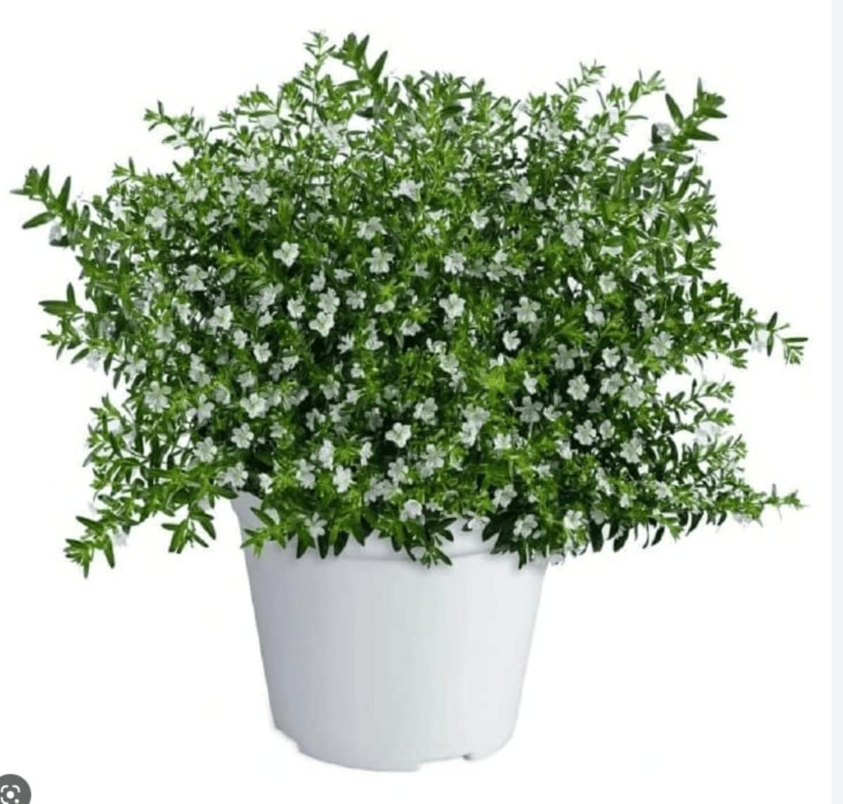 Garden Art Mini Dwarf White Natural Live Plant for Outdoor in Pot ...