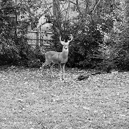 Amazon.co.jp: Get Up : Paul Zografi: Digital Music