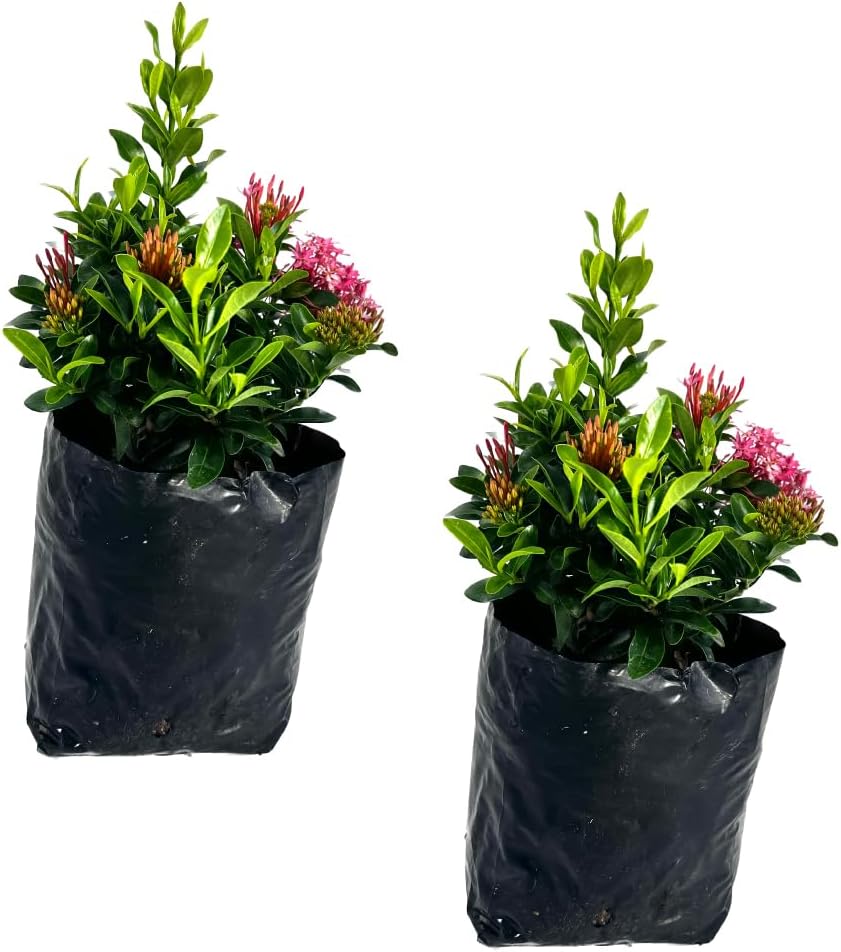 Amazon.com : Ixora Dwarf Pink (2-Pack) by LEAL PLANTS ECUADOR | Vibrant ...