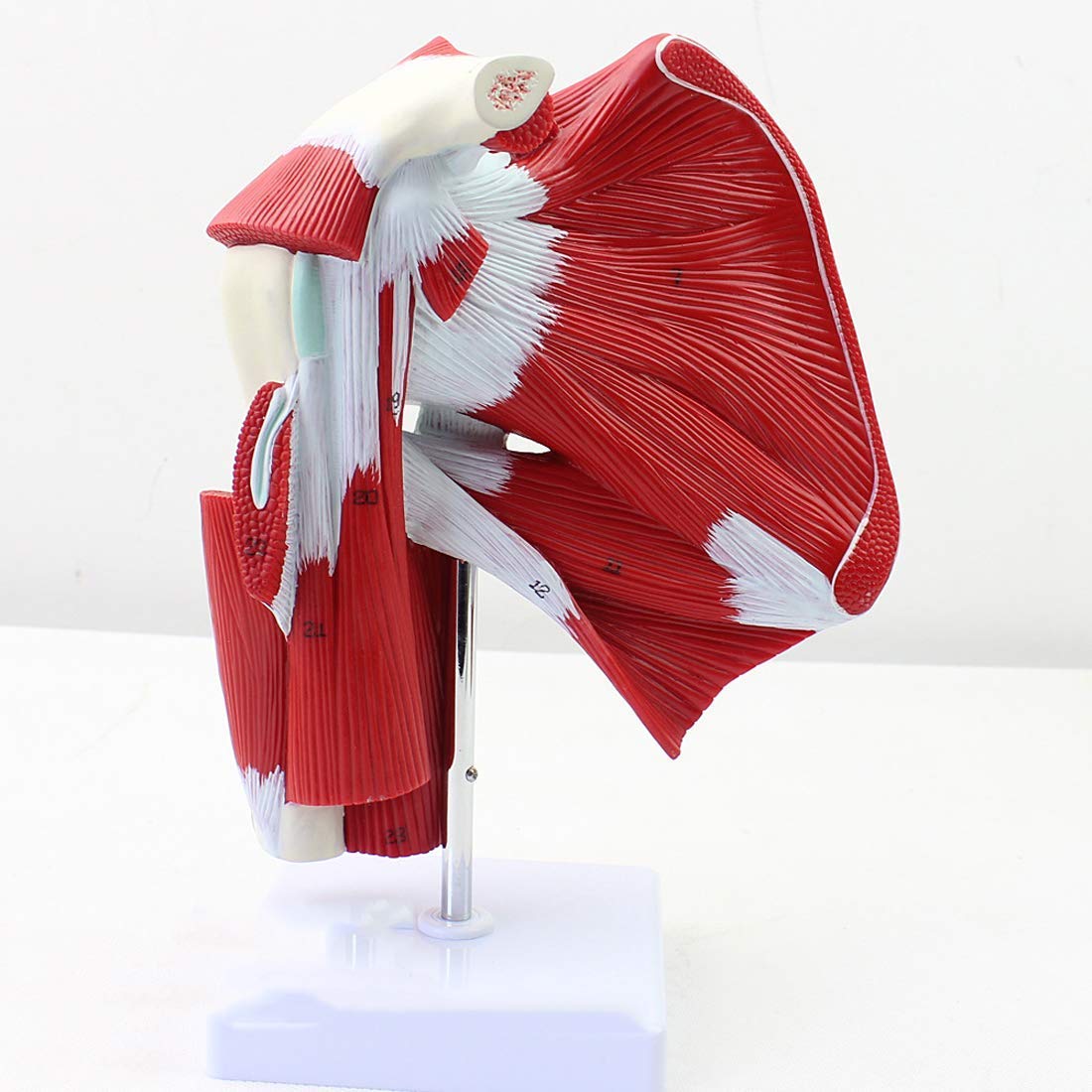 Buy Human Shoulder Joint Muscle Tendon Model Medical Human Shoulder ...