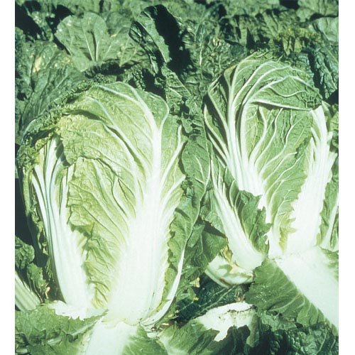 Amazon.com: Michilli Cabbage (250 seeds per packet.) : Patio, Lawn & Garden