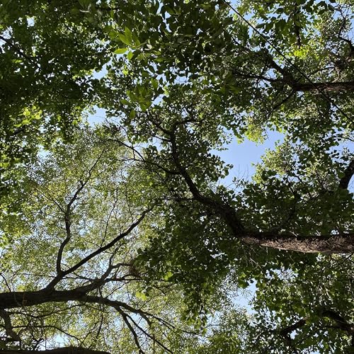 Amazon.co.jp: yaşamayı öğretir hayat (demo) : Deniz Çevik: Digital Music