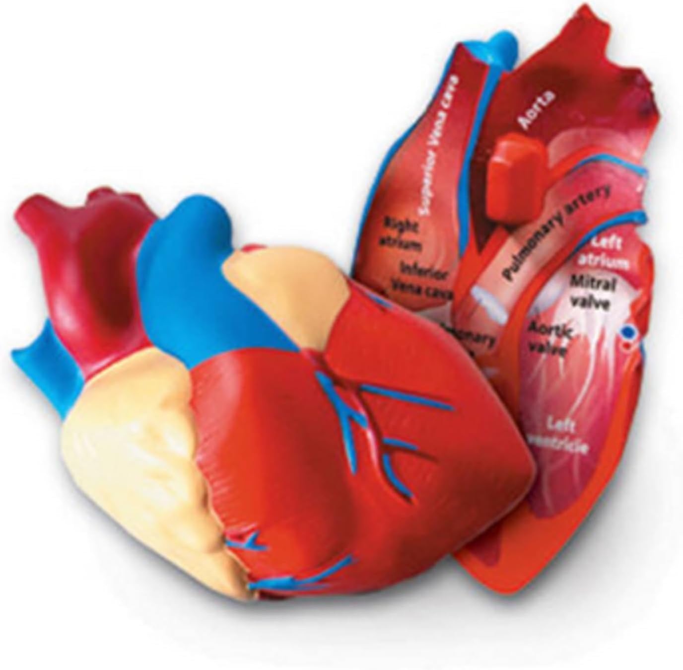 Amazon.com: Learning Resources Pumping Heart Model - 1 Piece, Grades 3 ...