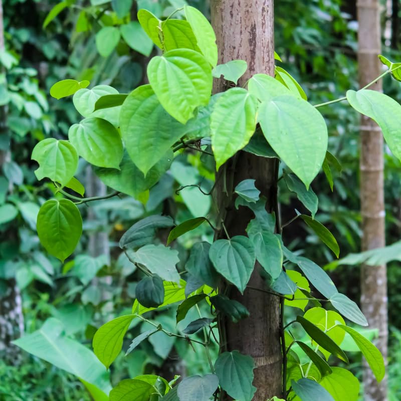 Hojas De Planta De Pimienta Pimenta Dioica Wikipedia, La