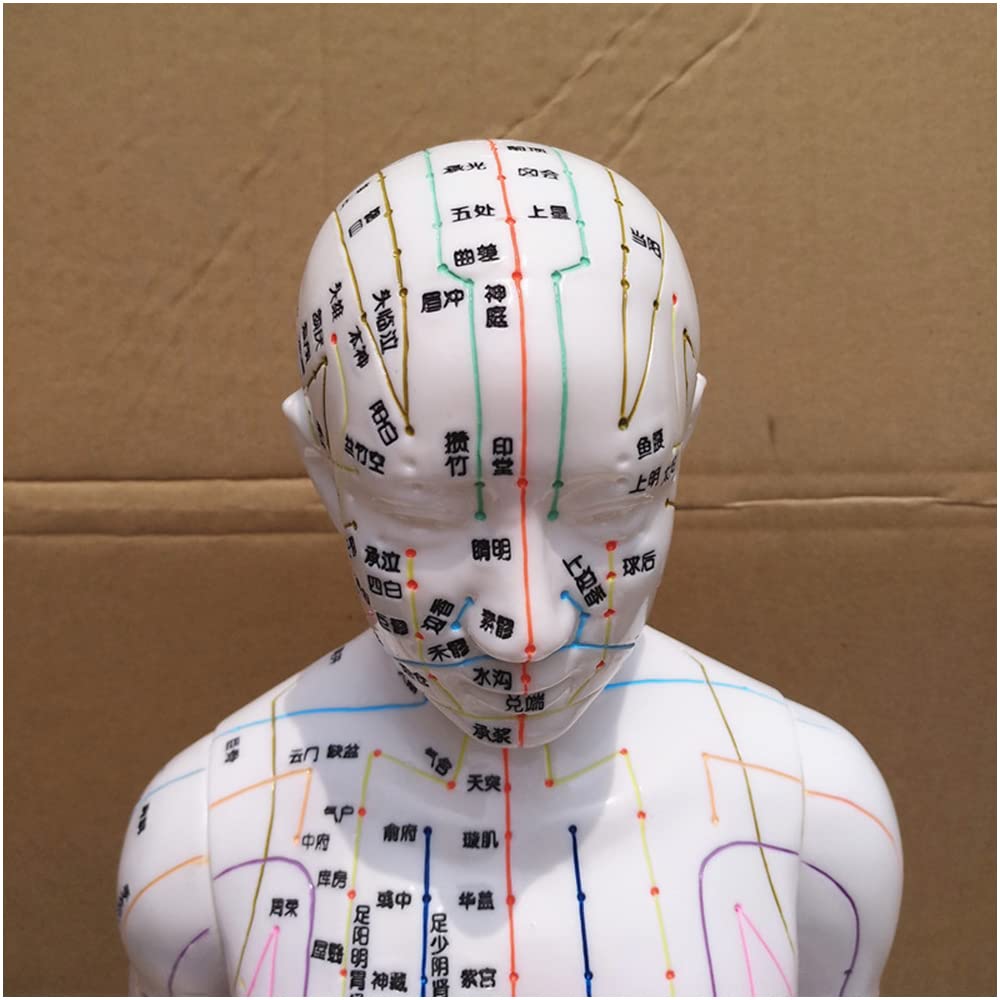 Fhuili Human Acupuncture Point Model 58cm Hd Clear Lettering Human ...