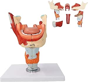 Anatomiemodell, Nasen-Mund-Rachen-Hohlraummodell, menschliches ...