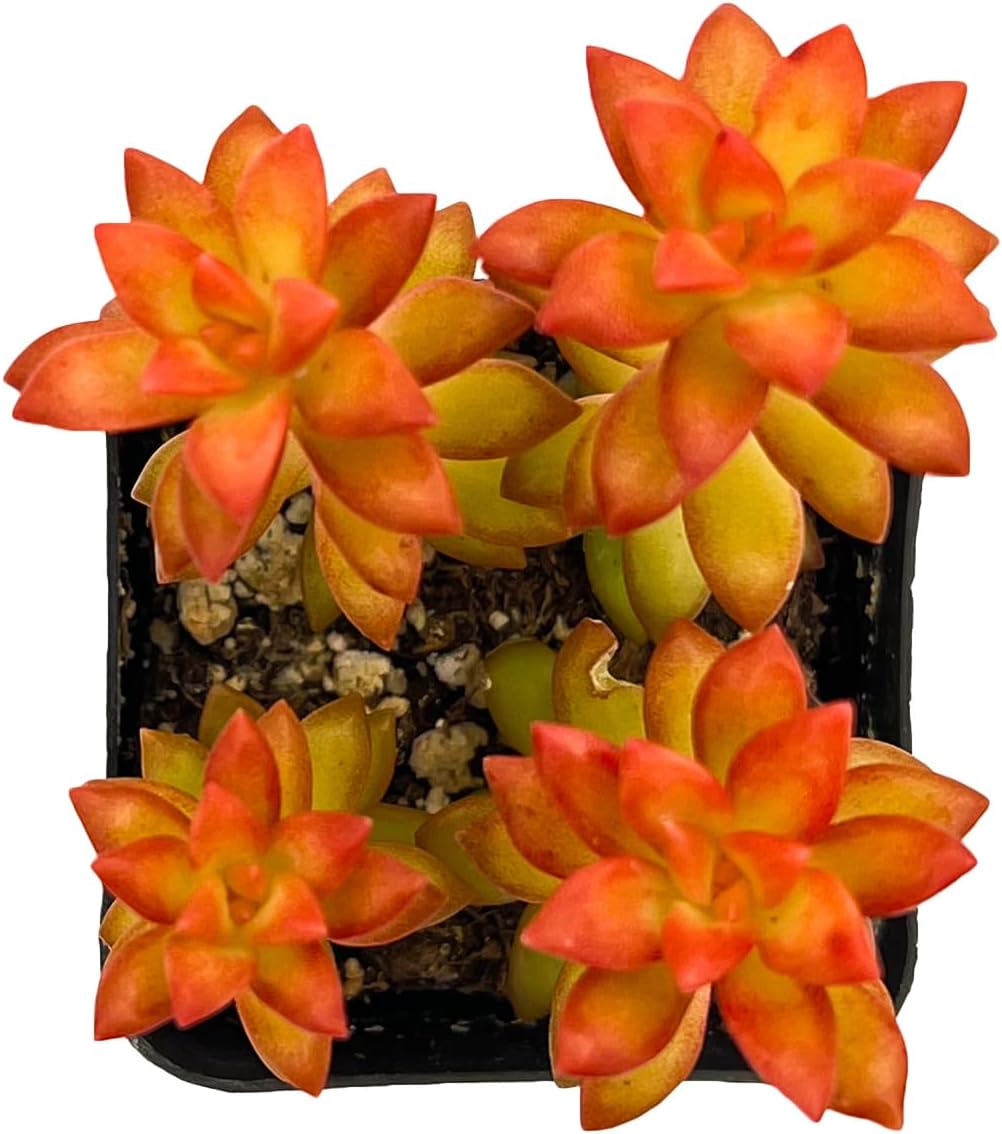 Amazon.com : Sprout N Green Sedum adolphii 'Shooting Stars', Mini Live ...