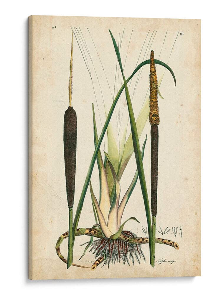 Cattails Art