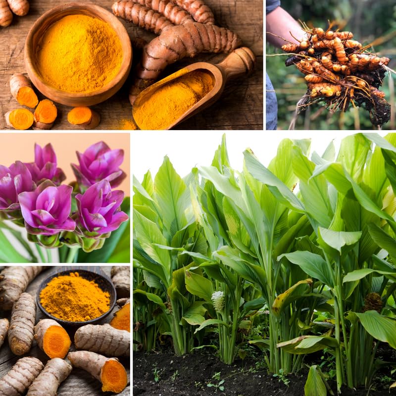 Turmeric Spice Plant