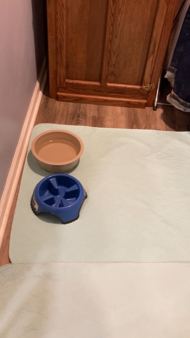 Watch Awesome washable Pee Pads with many uses! on Amazon Live