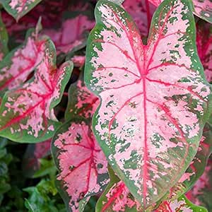 Amazon.com : 2 Pink Red Caladium Bulbs for Planting Indoor Outdoor ...