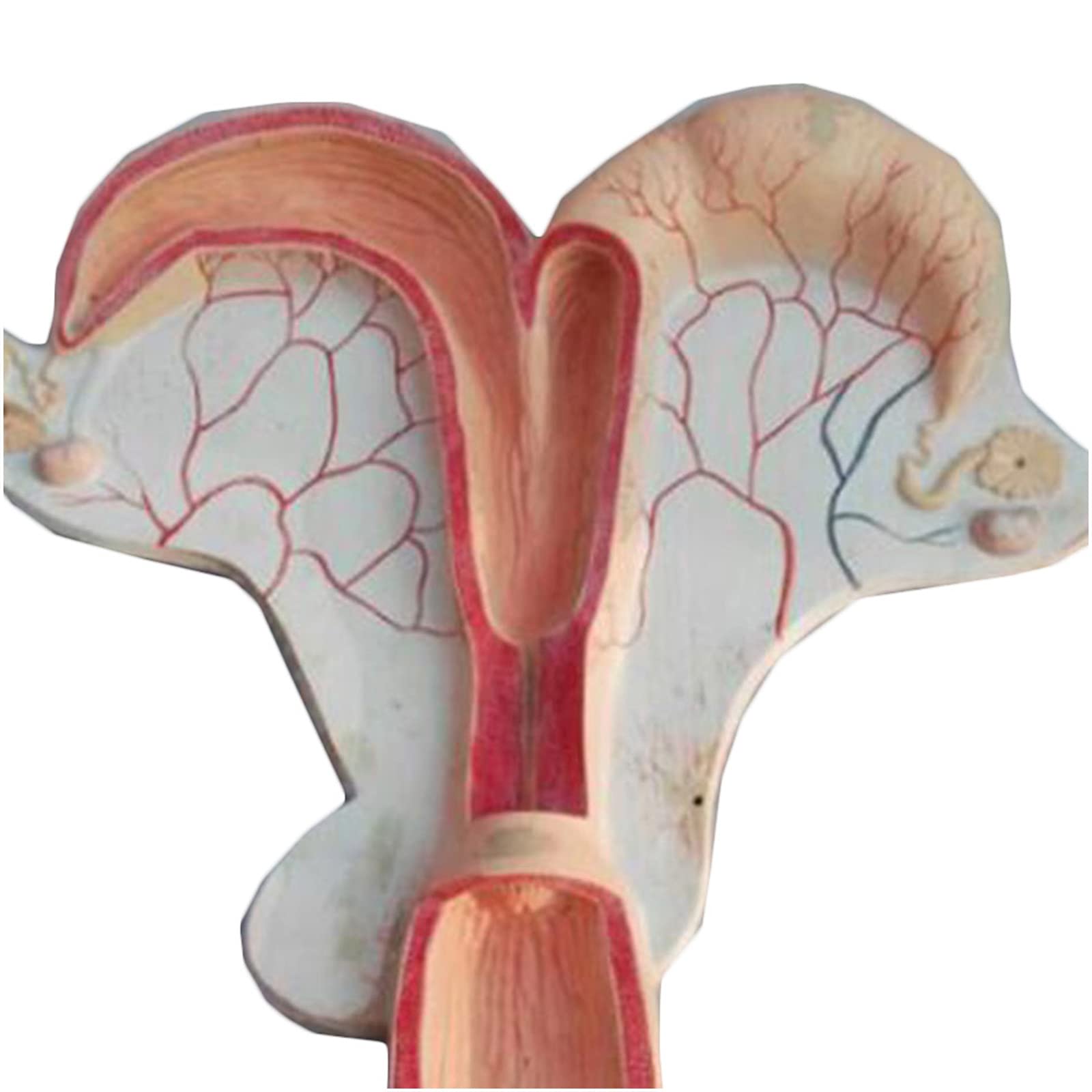 Horse Uterus