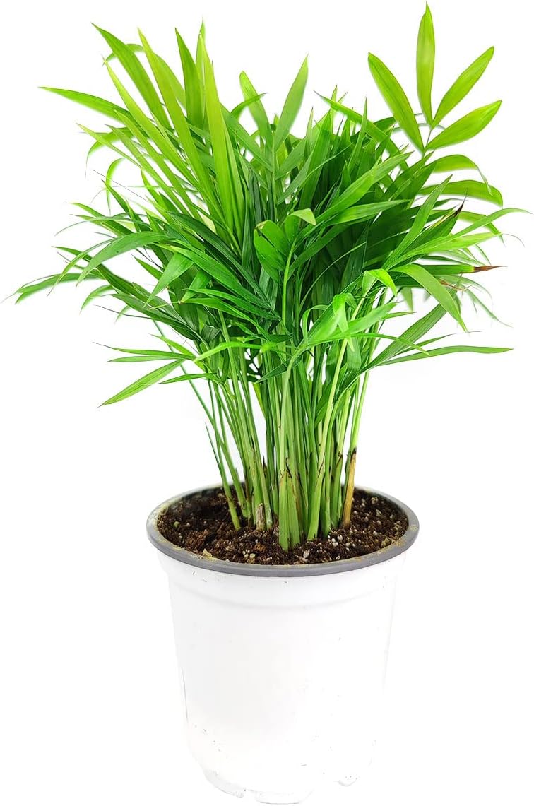 Amazon.com : Neanthe Bella Palm (4'' Grower Pot) - Air Purifying and ...
