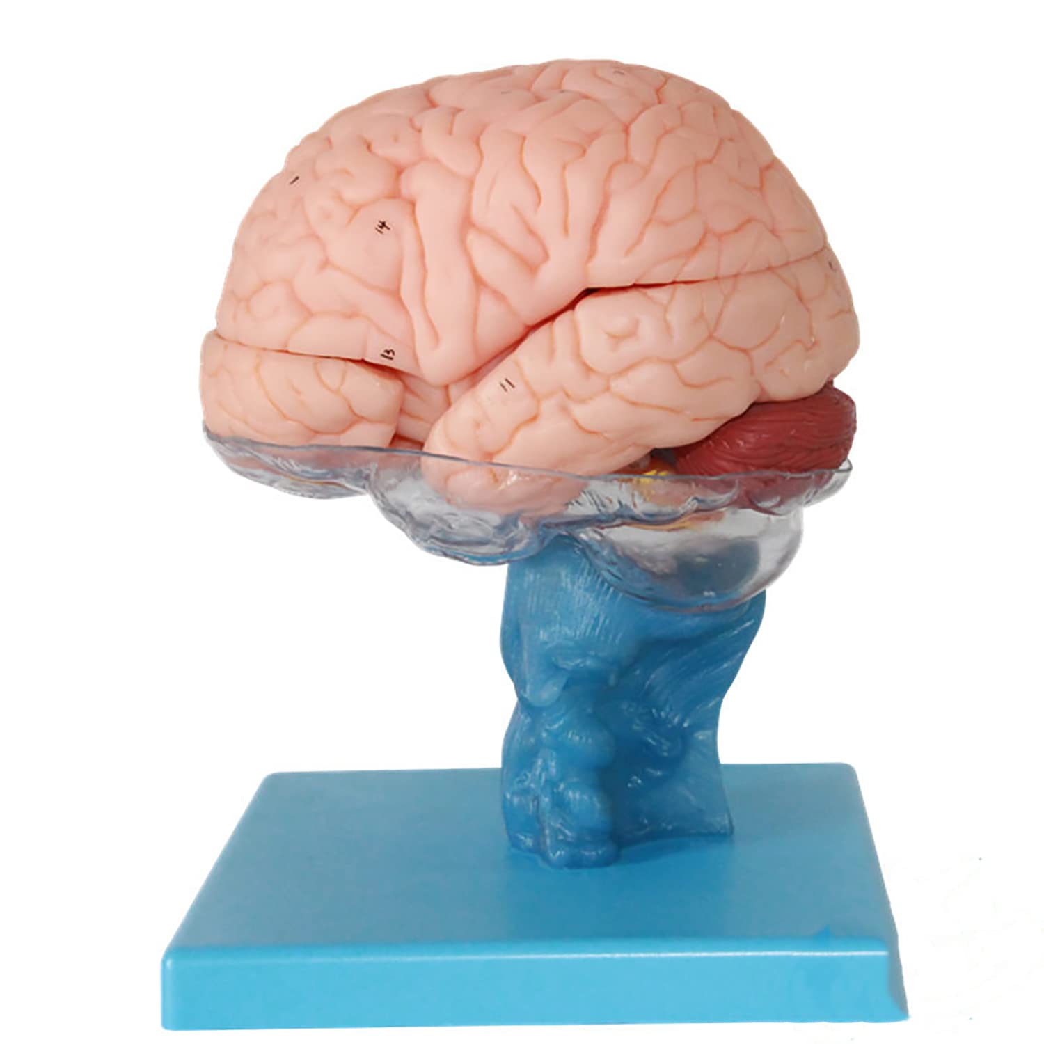 Buy JYKCBP Human Brain Anatomy Model, Brain Magnification Thalamus ...