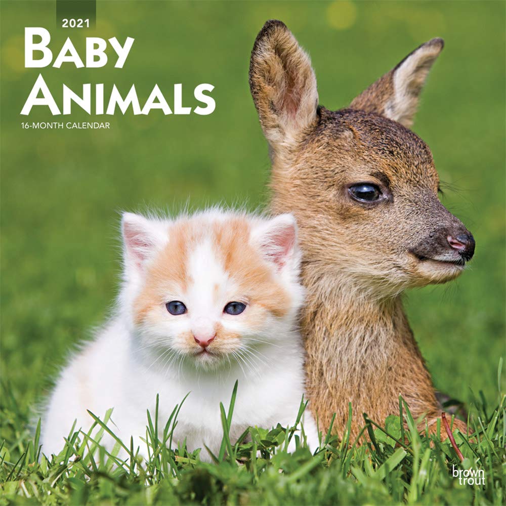 Baby Animals 2021 Calendar: Browntrout Publishing: 0637740111538 ...