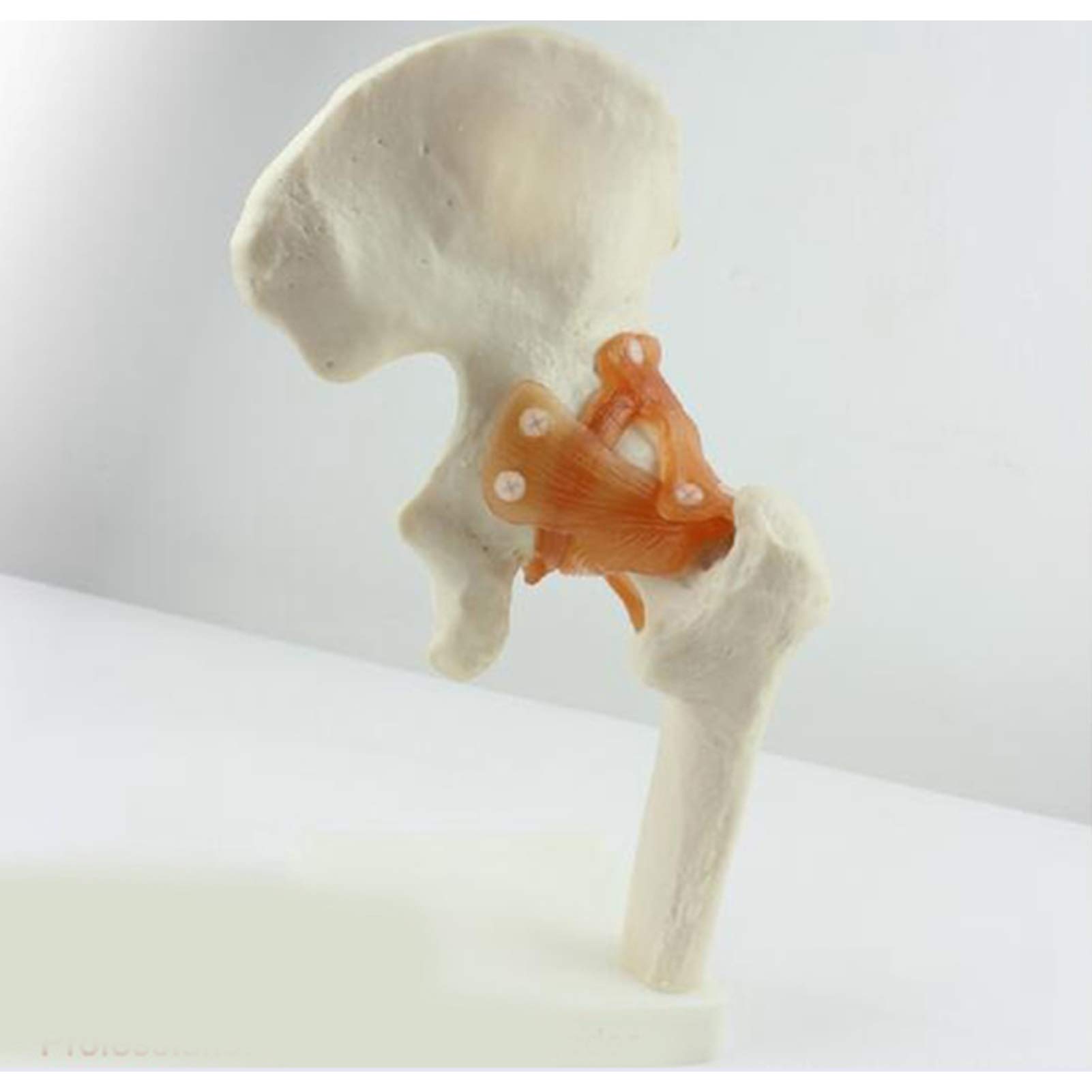 Buy Hip Joint Anatomy Model 1:1 Life Size Femoral Joint Functional ...