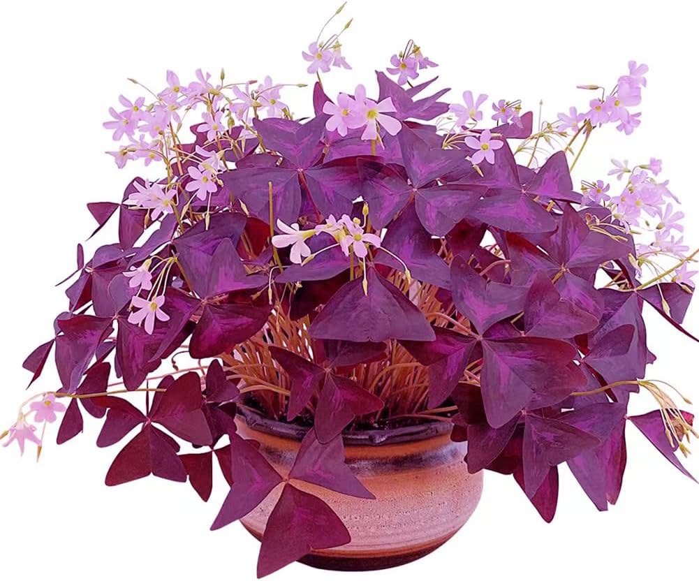 Amazon.com : Oxalis Triangularis 10 Bulbs - Purple Shamrocks Lucky ...