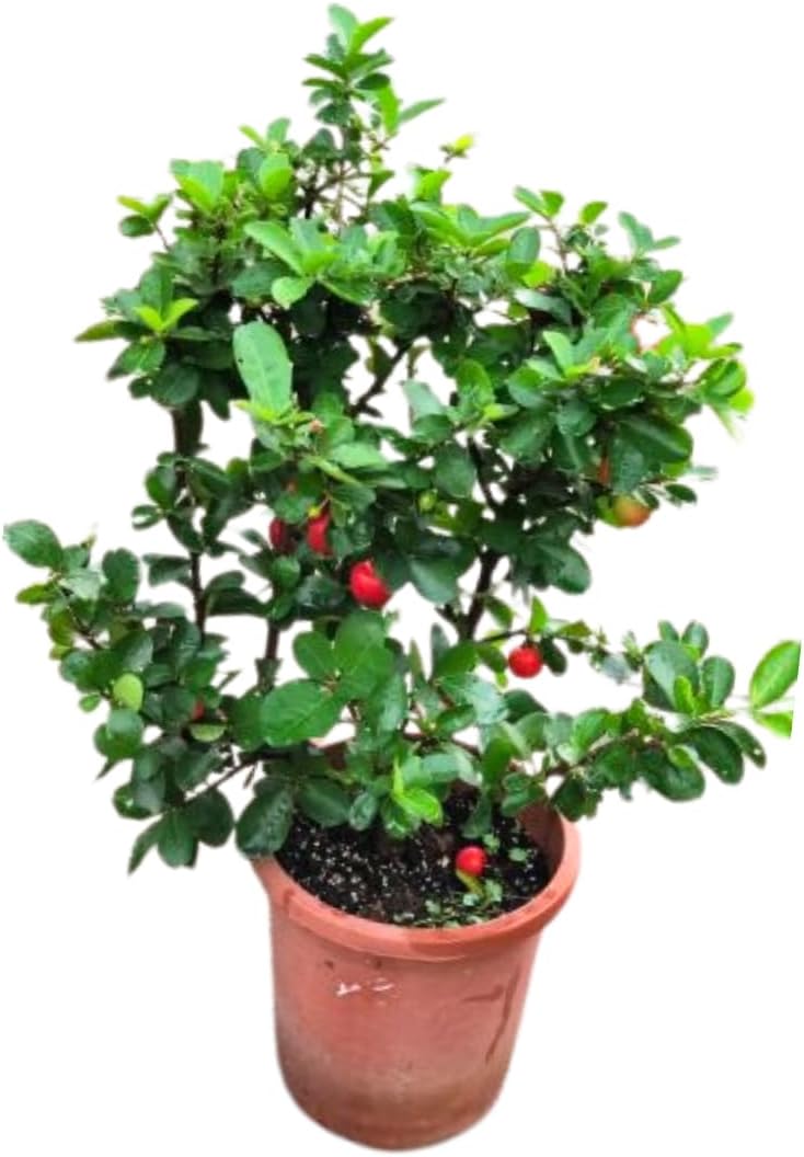 Amazon.com : Dwarf Barbados Cherry Tree, 12-18 Inch Tall, Grown in 6 ...
